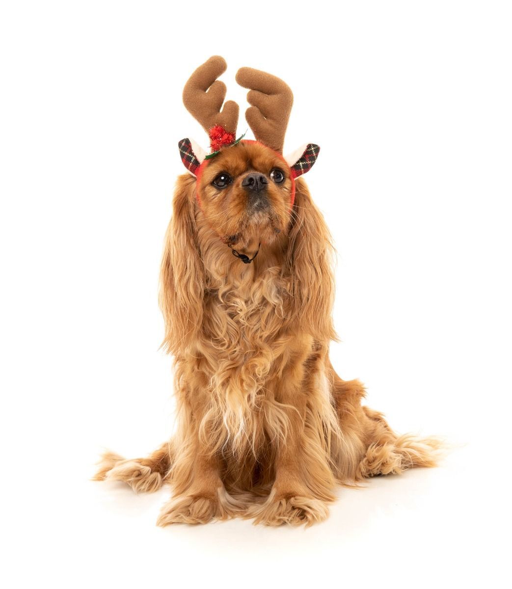 FuzzYard Pet Reindeer Antlers for Dogs