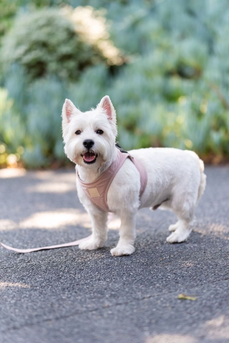 FuzzYard Life Step-In Dog Harness - Myrtle Green - Small (43-45 Neck ...