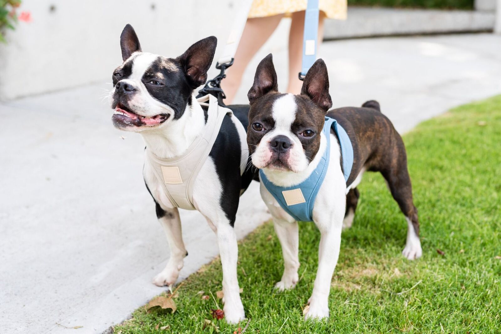 FuzzYard Life Step-In Dog Harness - Myrtle Green - Large (52-54 Neck ...