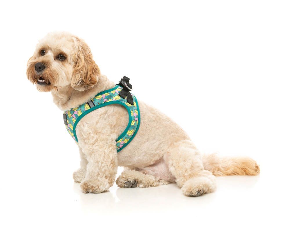 FuzzYard Step-In Dog Harness - Bananarama - Medium (44-46 Neck - 52 ...